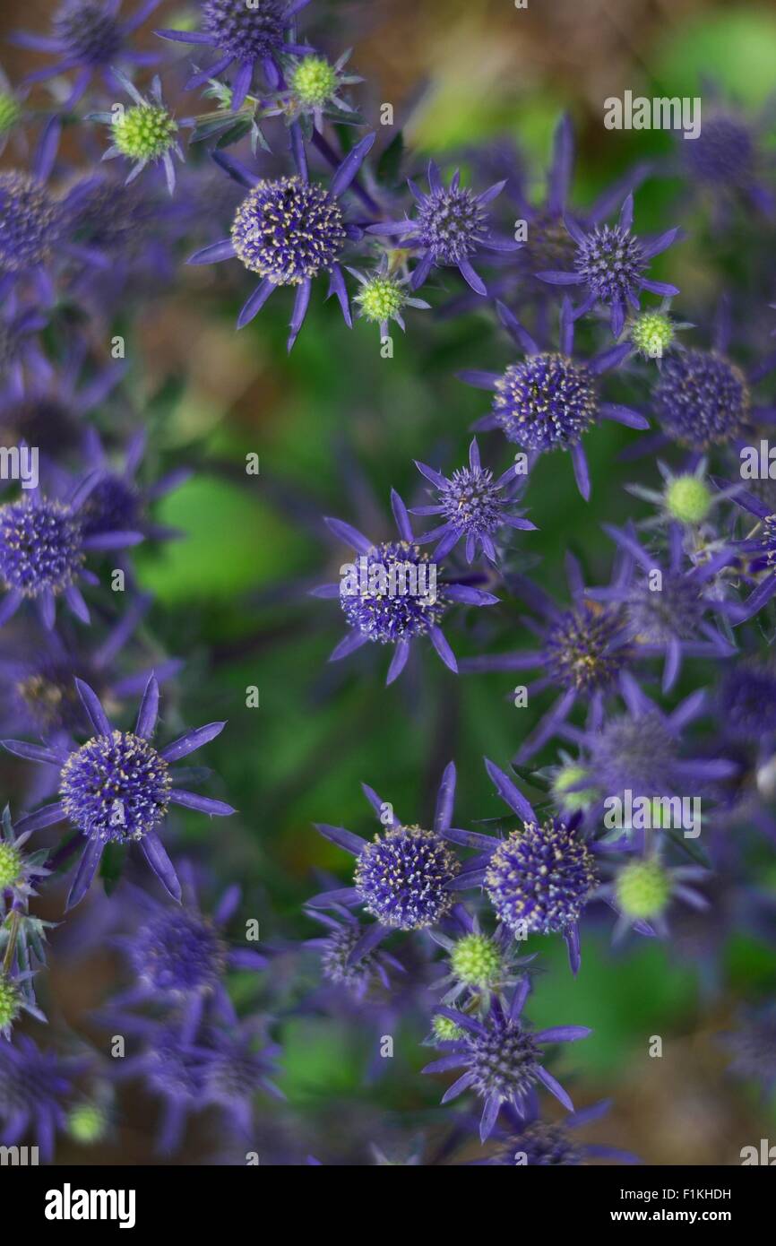 Scottish national flower hi-res stock photography and images - Alamy