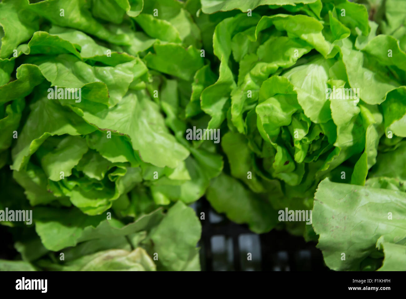 Red batavia lettuce hi-res stock photography and images - Alamy