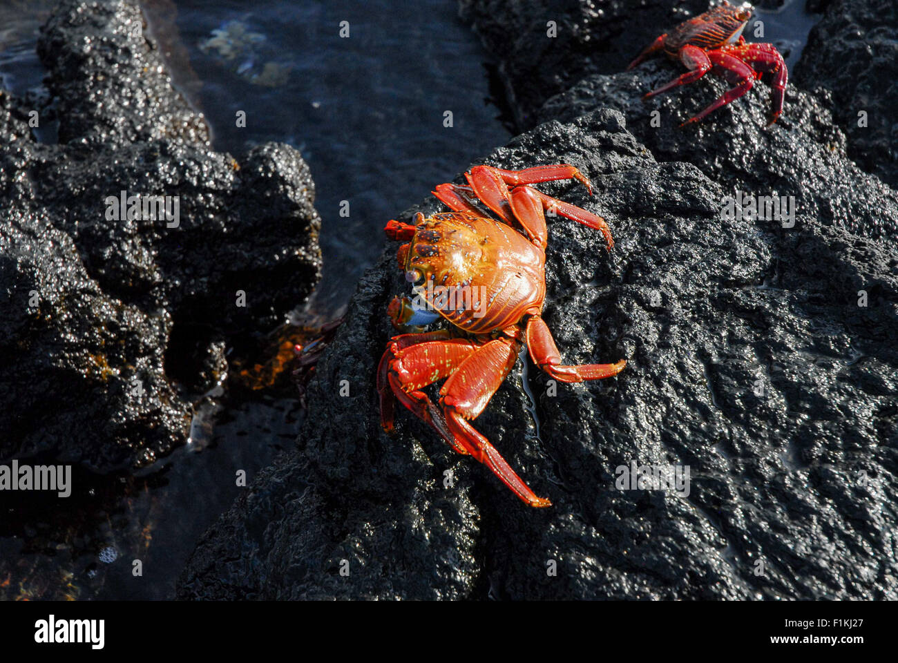 Sally Lightfoot Crab on Lava Rocks - Galapagos Islands, Ecuador, South ...