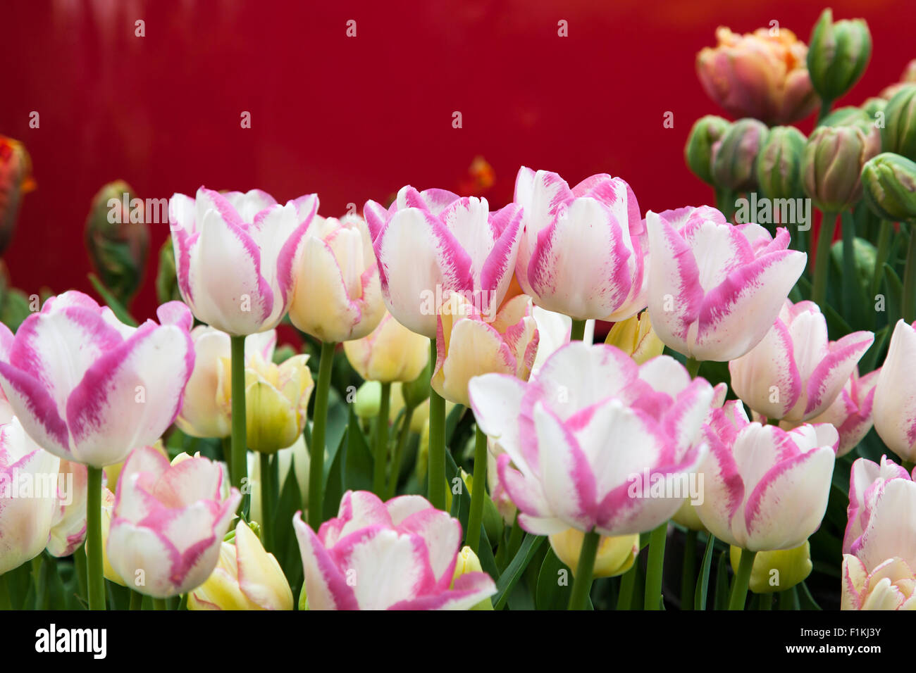 Delicate white tulips with pink edging in a group with a red background ...