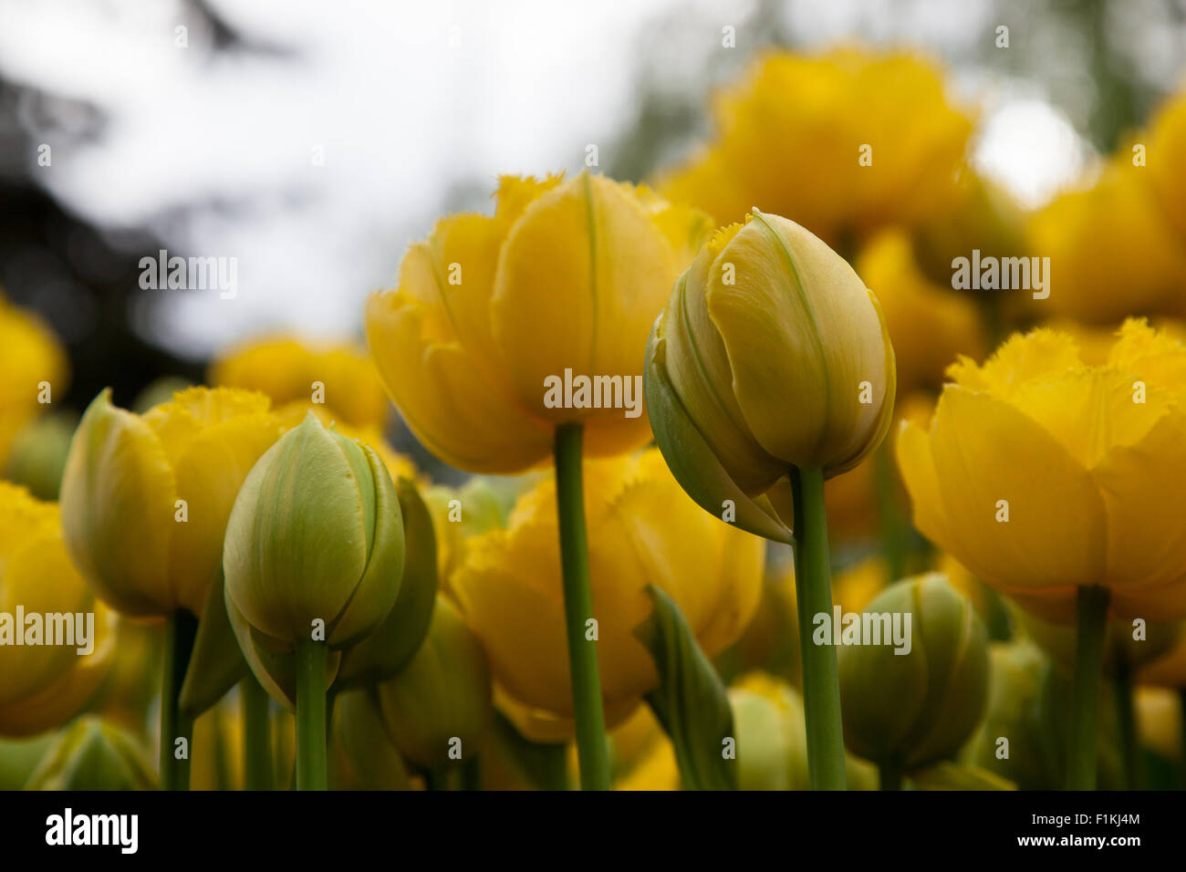 Young tulip plant with bulb hi-res stock photography and images - Alamy