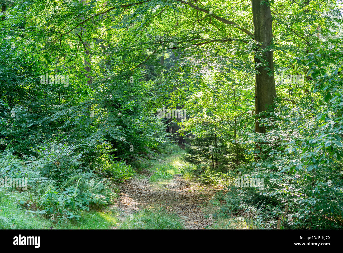 Wild mixed spruce forest near Mount Radunia Lower Silesia Poland Stock ...