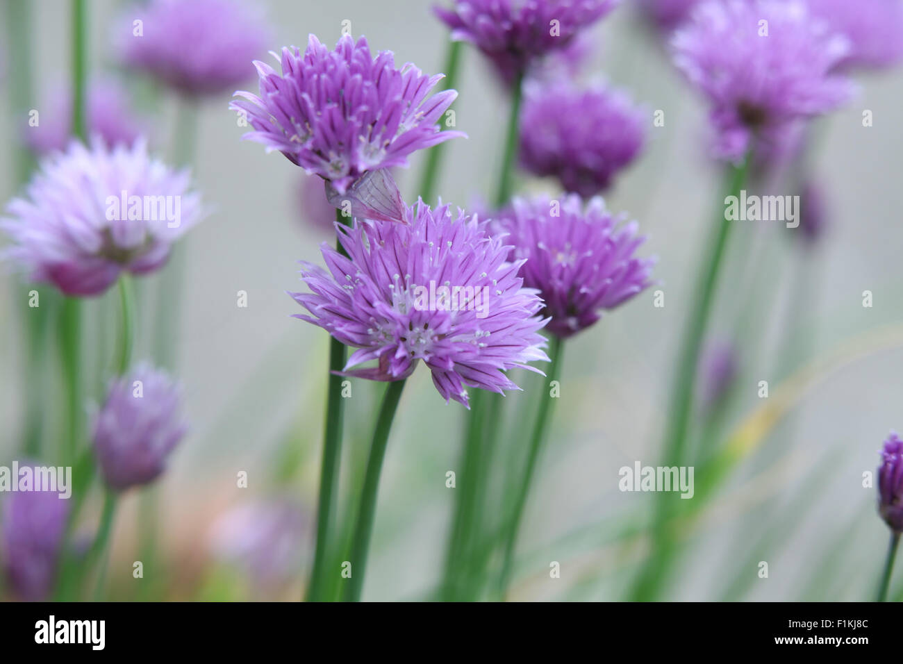 pink purple wild Chive blossom against soft focus pastal background ...
