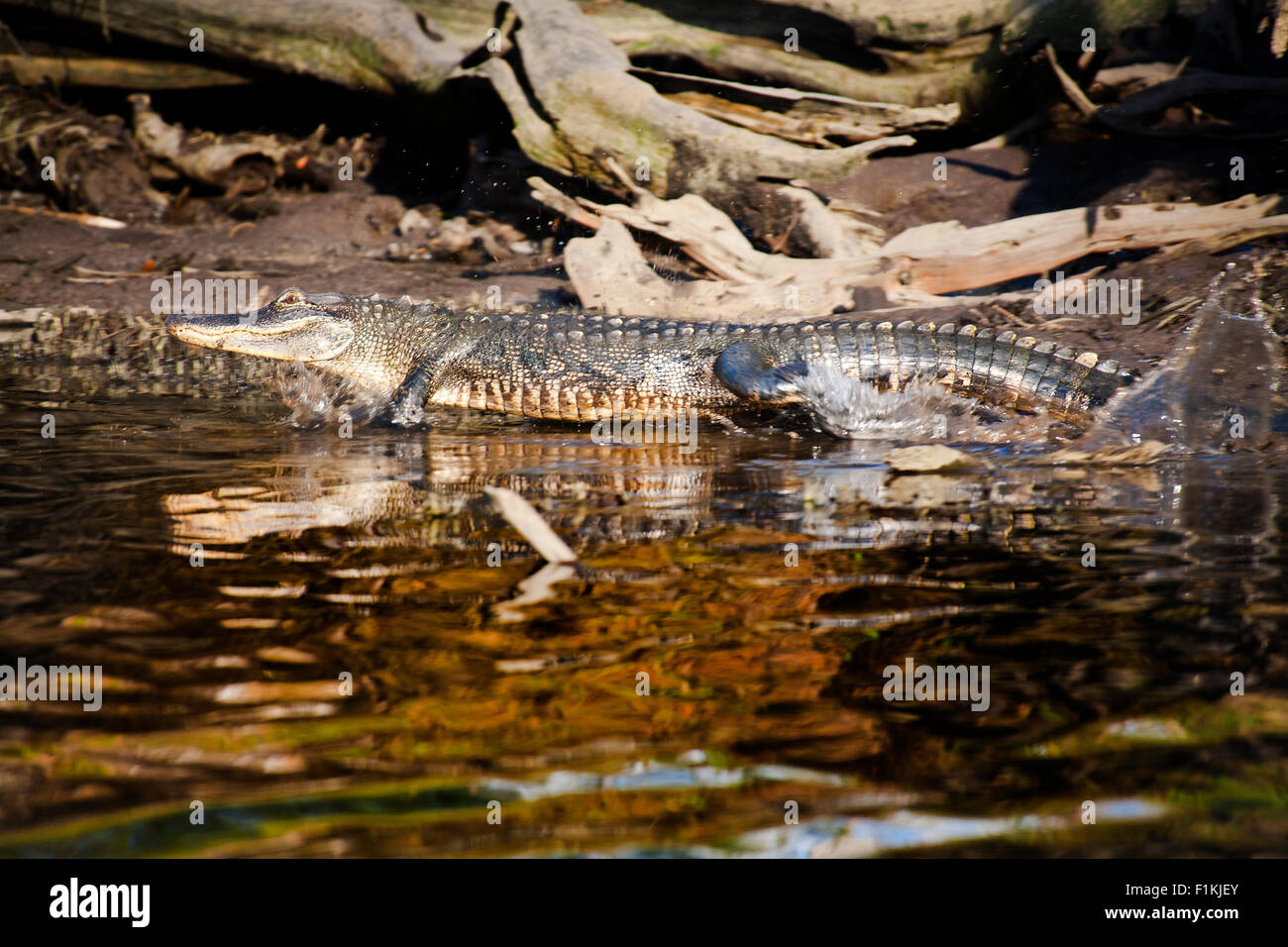 American Alligator running over the water as it leaves the shoreline ...