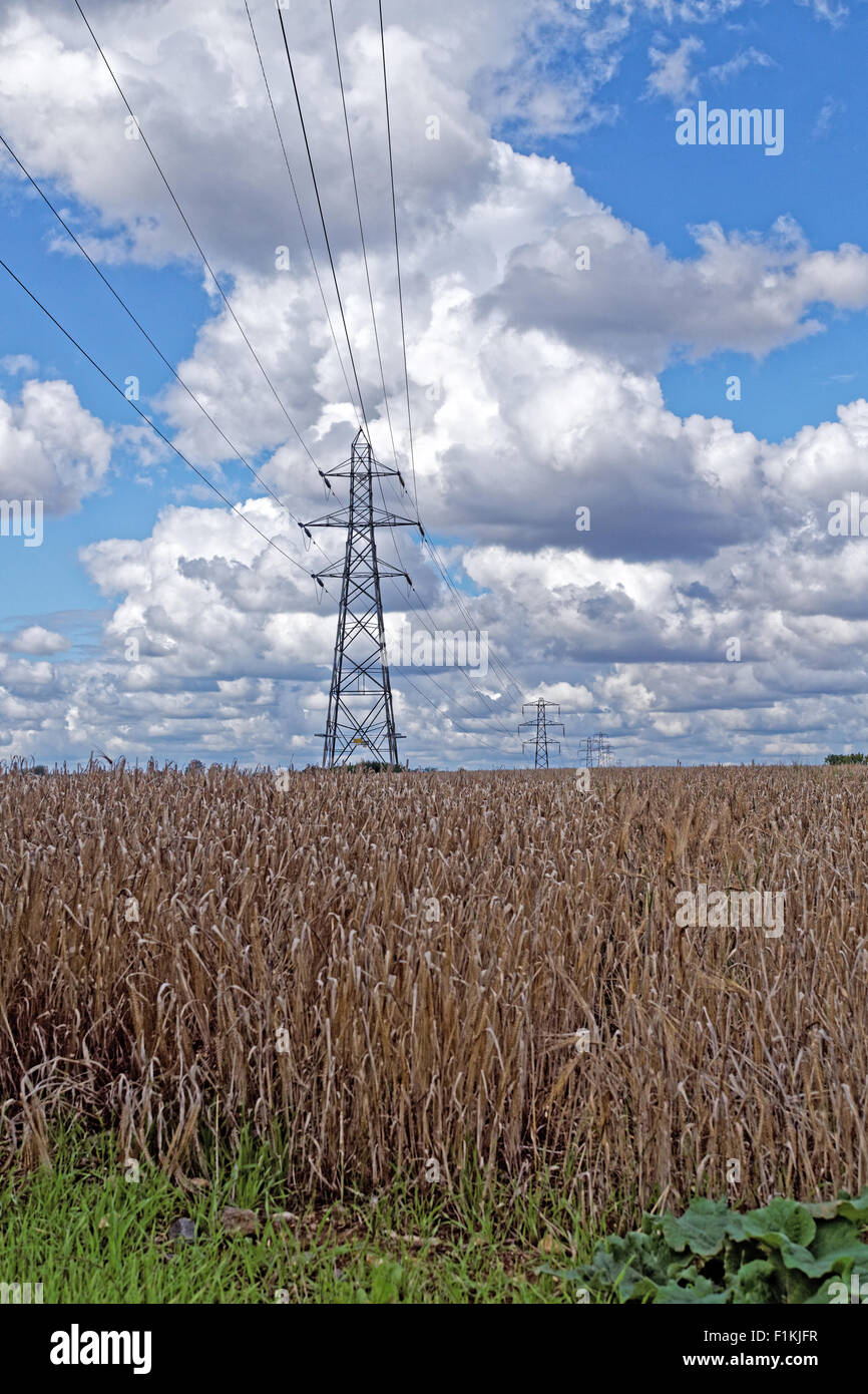 electricity pylons over a ripe corn crop Stock Photo - Alamy