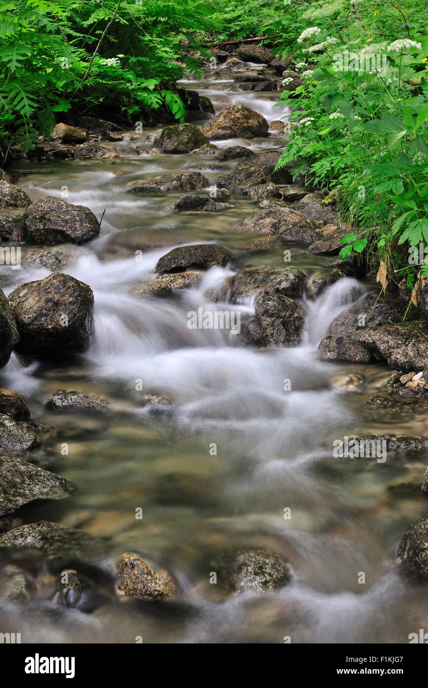 Brook in the forest hi-res stock photography and images - Alamy