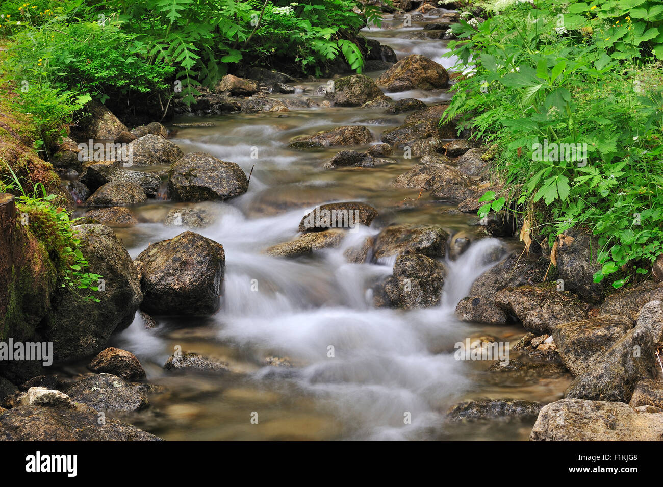 Vegetation and water flow hi-res stock photography and images - Alamy