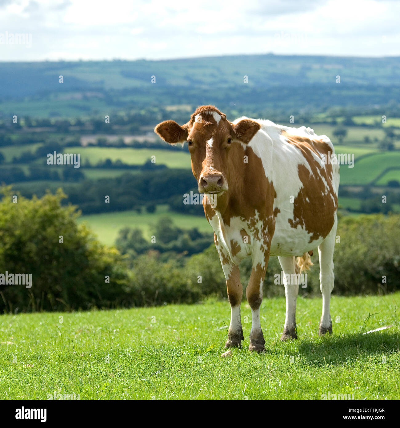 Guernsey cow hi-res stock photography and images - Alamy
