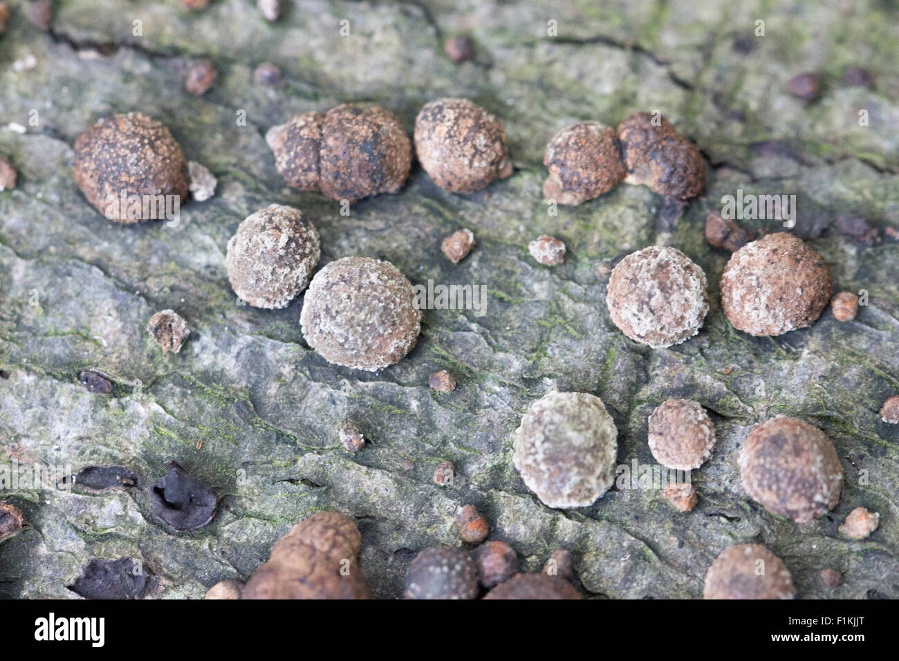 Beech Wood Wart fungus Stock Photo - Alamy