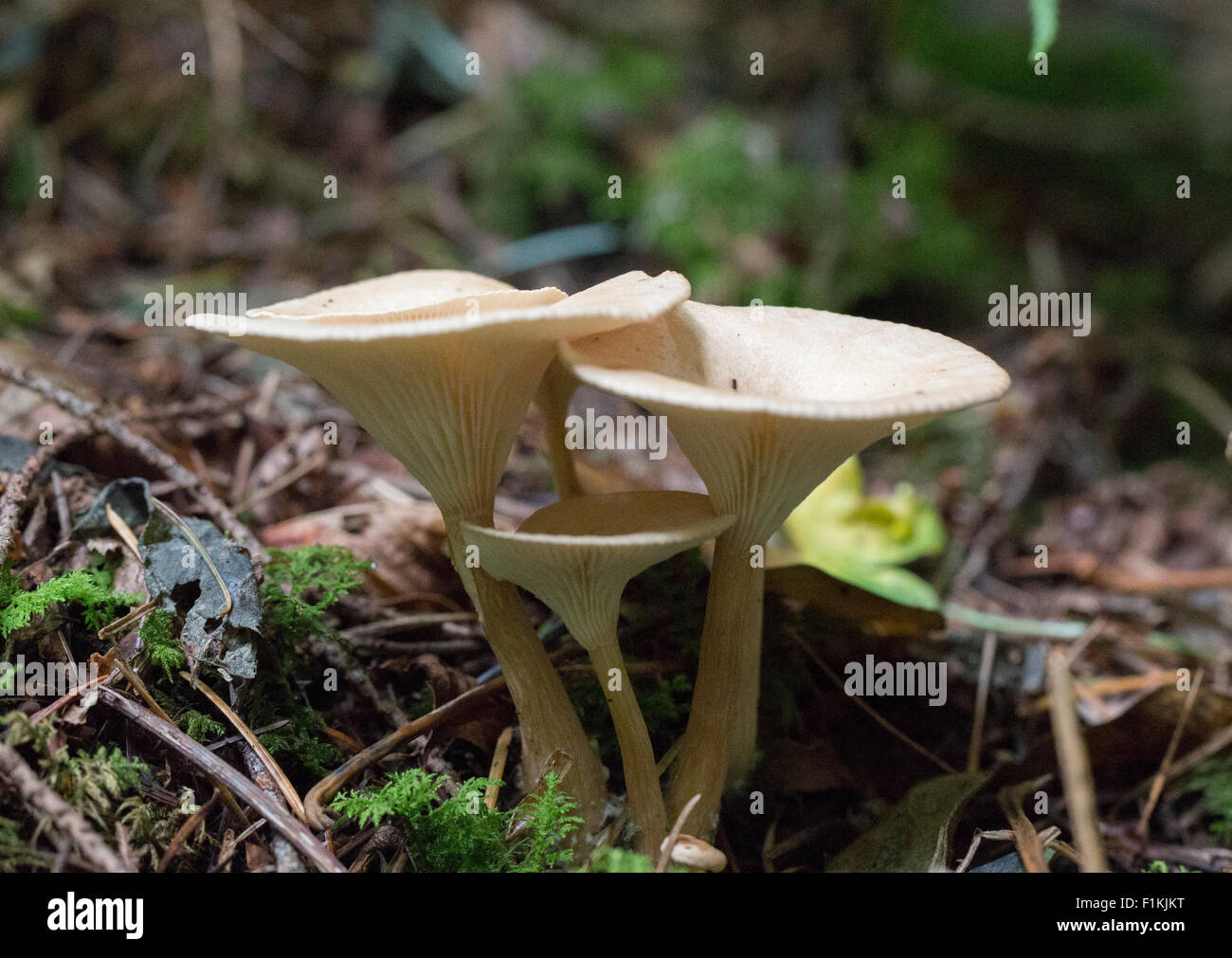 Wild Trooping Funnel mushroom Stock Photo - Alamy