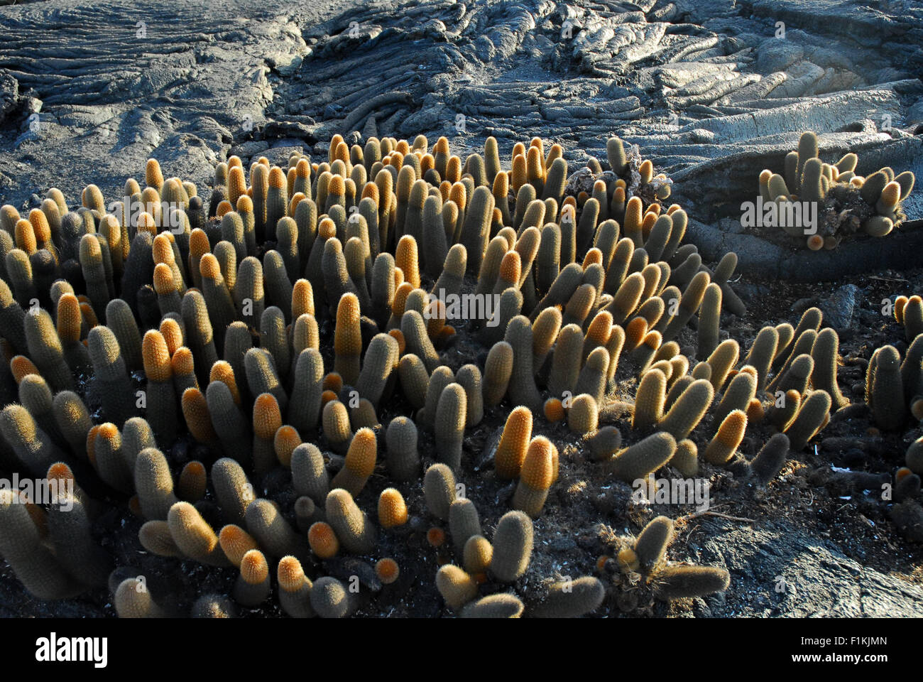 Lava Cactus Growing Lava Rock - Galapagos Islands, Ecuador, South ...
