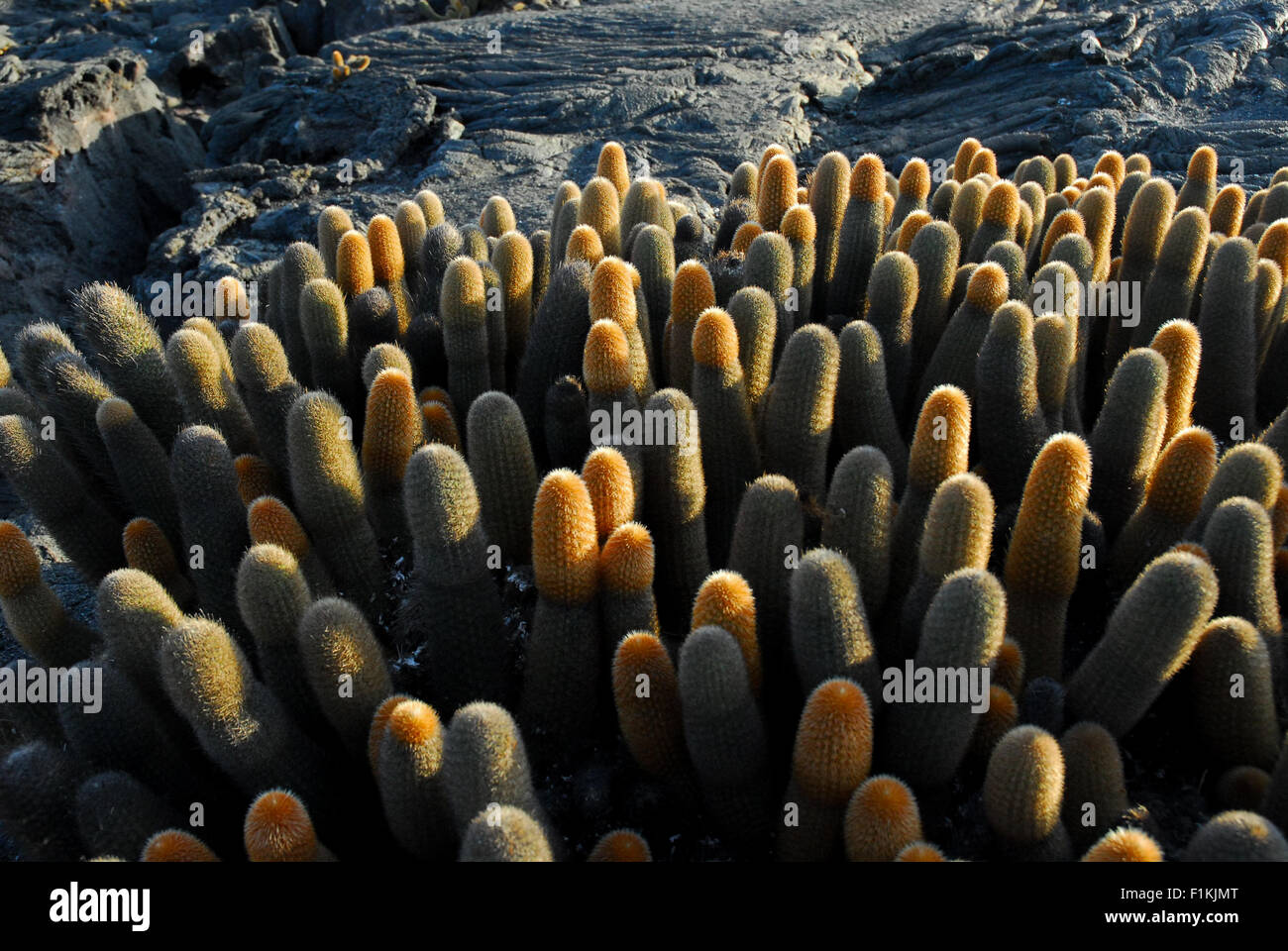 Lava Cactus Growing Lava Rock - Galapagos Islands, Ecuador, South ...