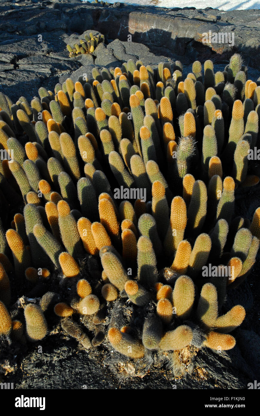 Lava Cactus Growing Lava Rock - Galapagos Islands, Ecuador, South ...