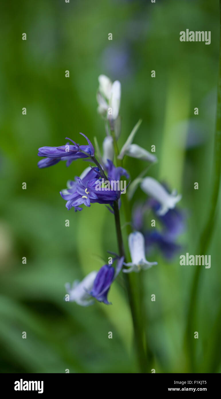 Bluebells. Native British. Multi coloured against green background ...