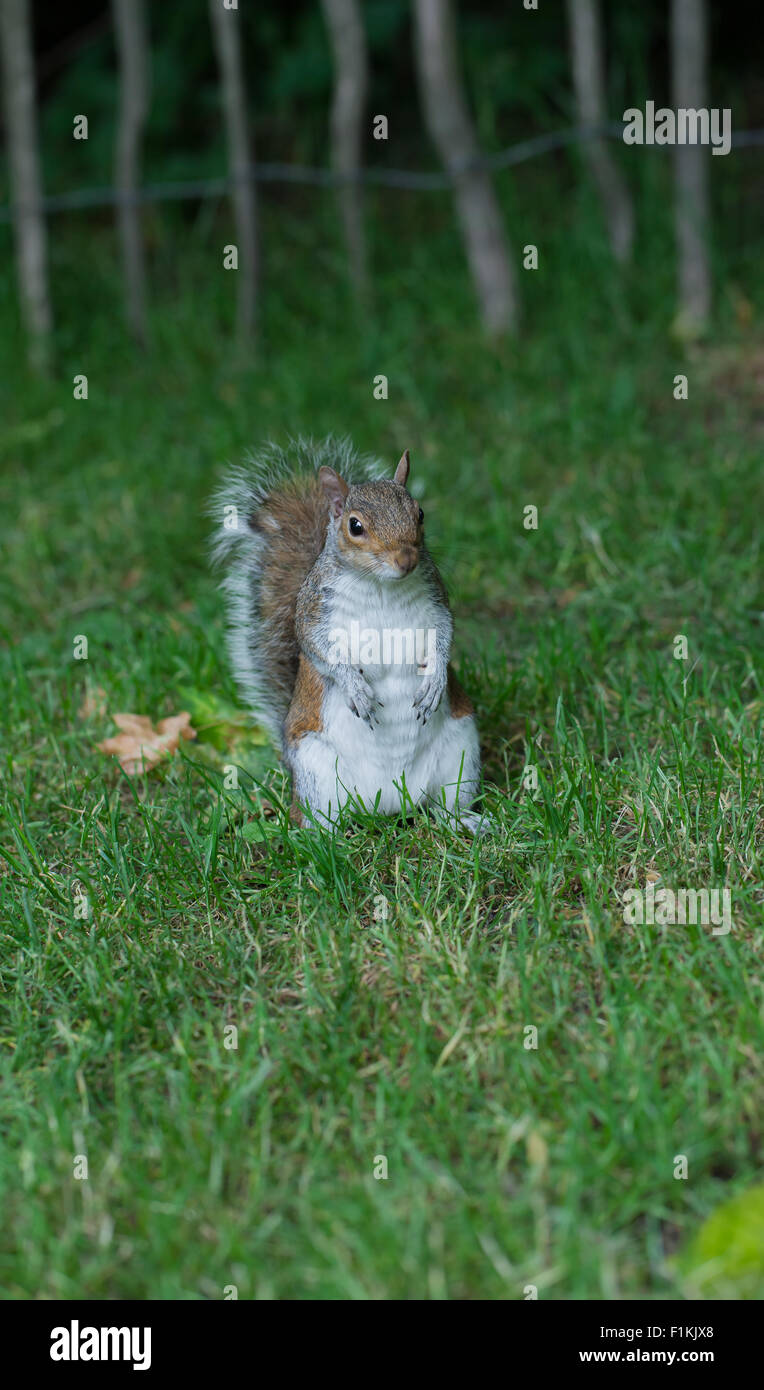 Squirrel showing hi-res stock photography and images - Alamy