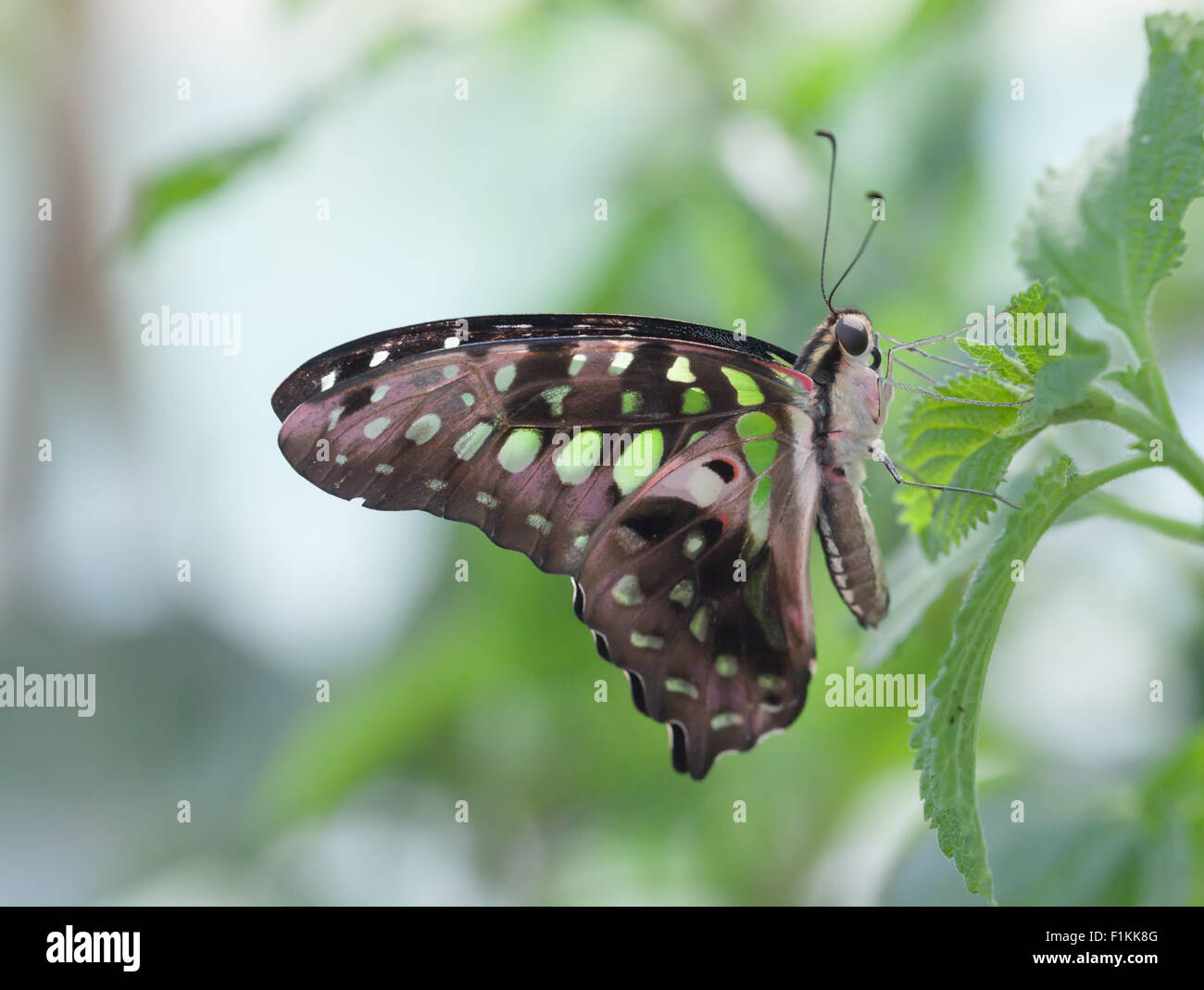 Green spotted triangle butterfly hi-res stock photography and images ...