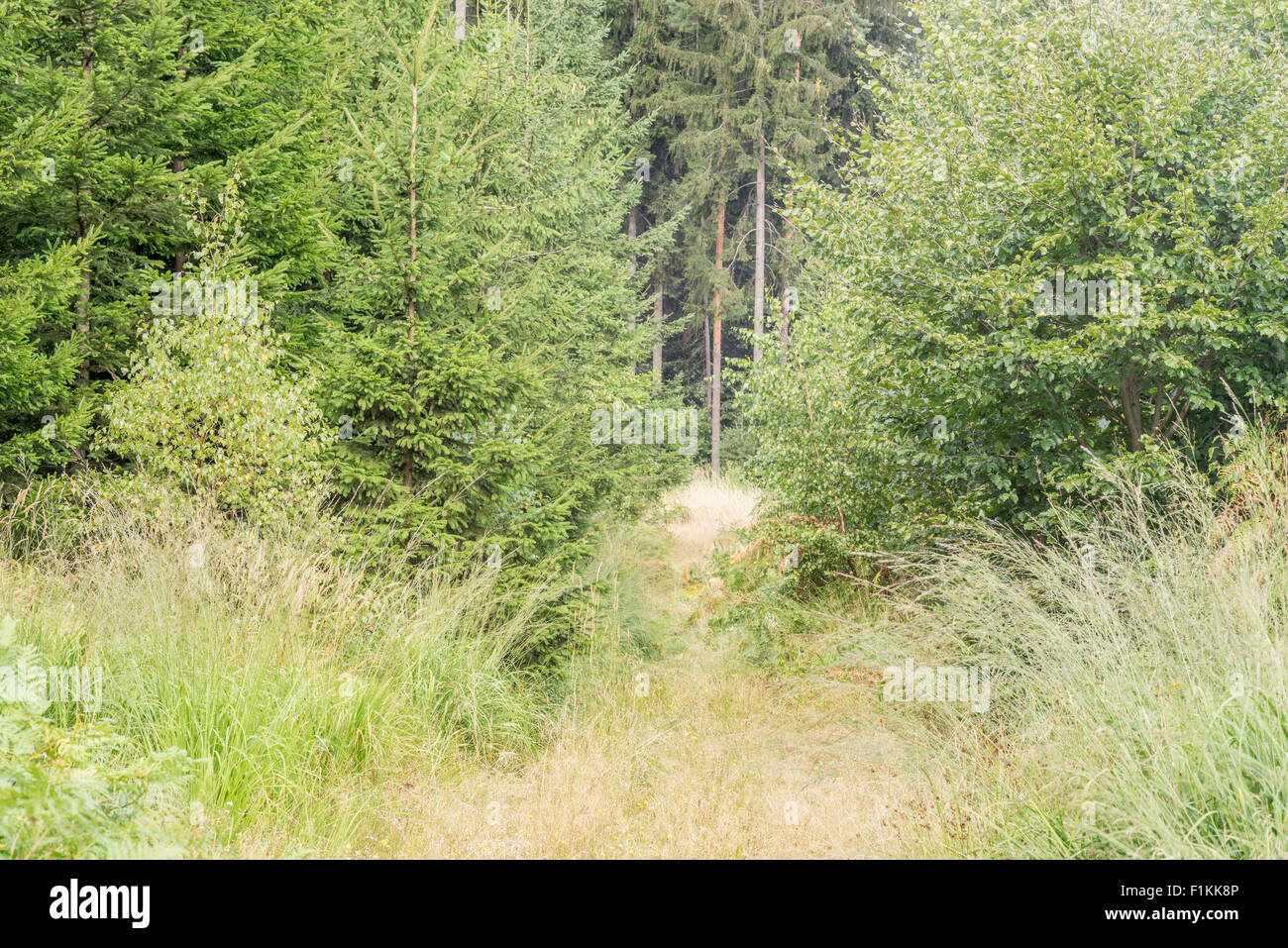 Wild mixed spruce forest near Mount Radunia Lower Silesia Poland Stock ...