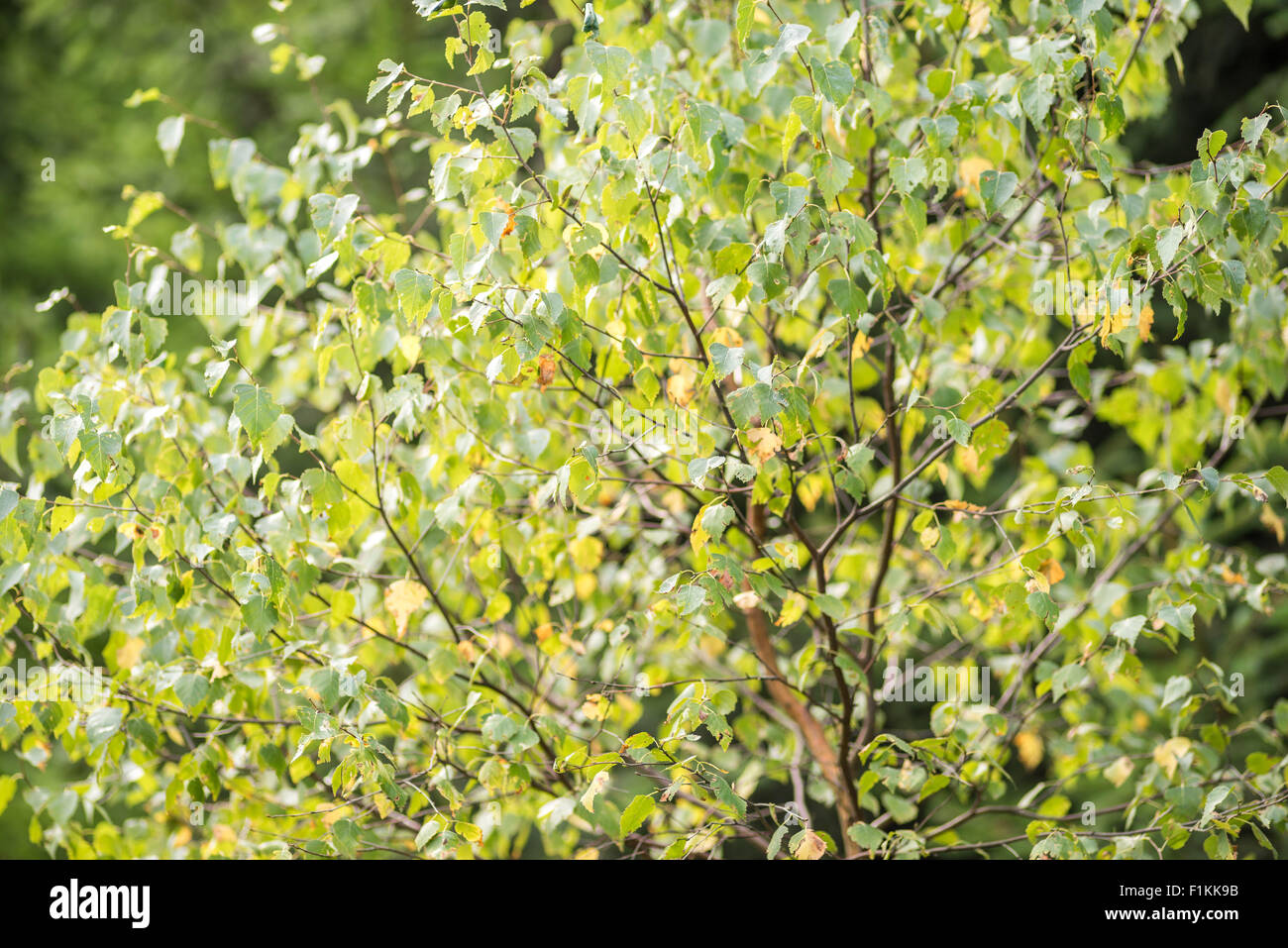 Young birch tree leaves turning yellow Betula veruccosa Stock Photo - Alamy