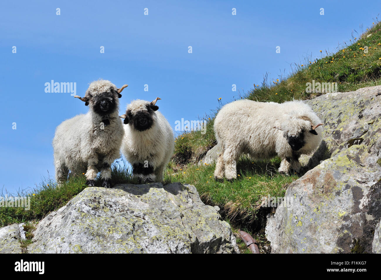 Valais Blacknose / Blacknosed Swiss sheep (Ovis aries), Valais / Wallis ...