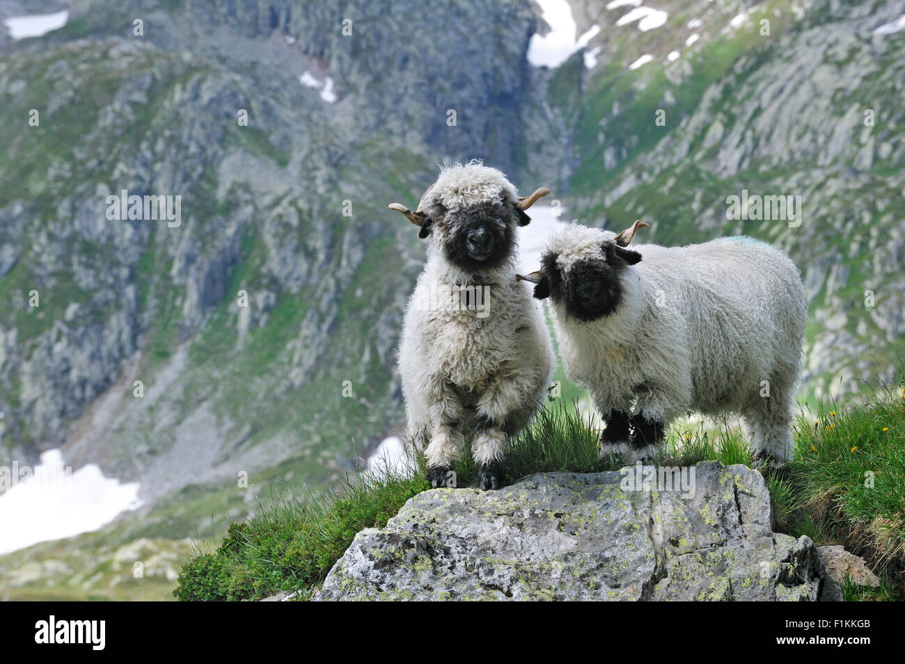 Sheep alps hi-res stock photography and images - Alamy