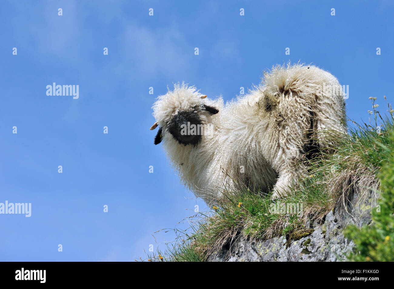 Valais Blacknose / Blacknosed Swiss sheep (Ovis aries), Valais / Wallis ...