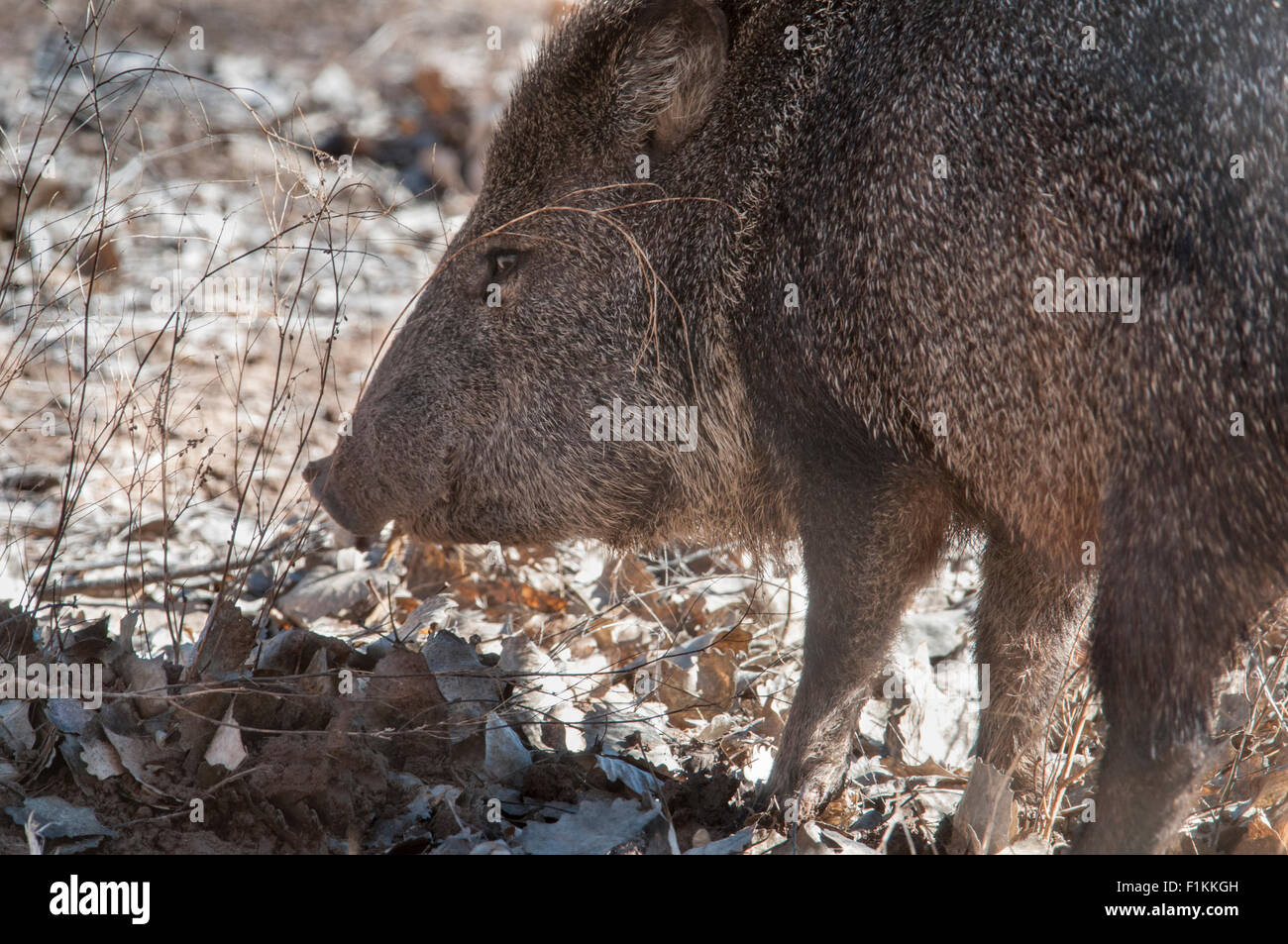 Collared Peccary, javelina or Skunk pig Bosque del Apache National ...