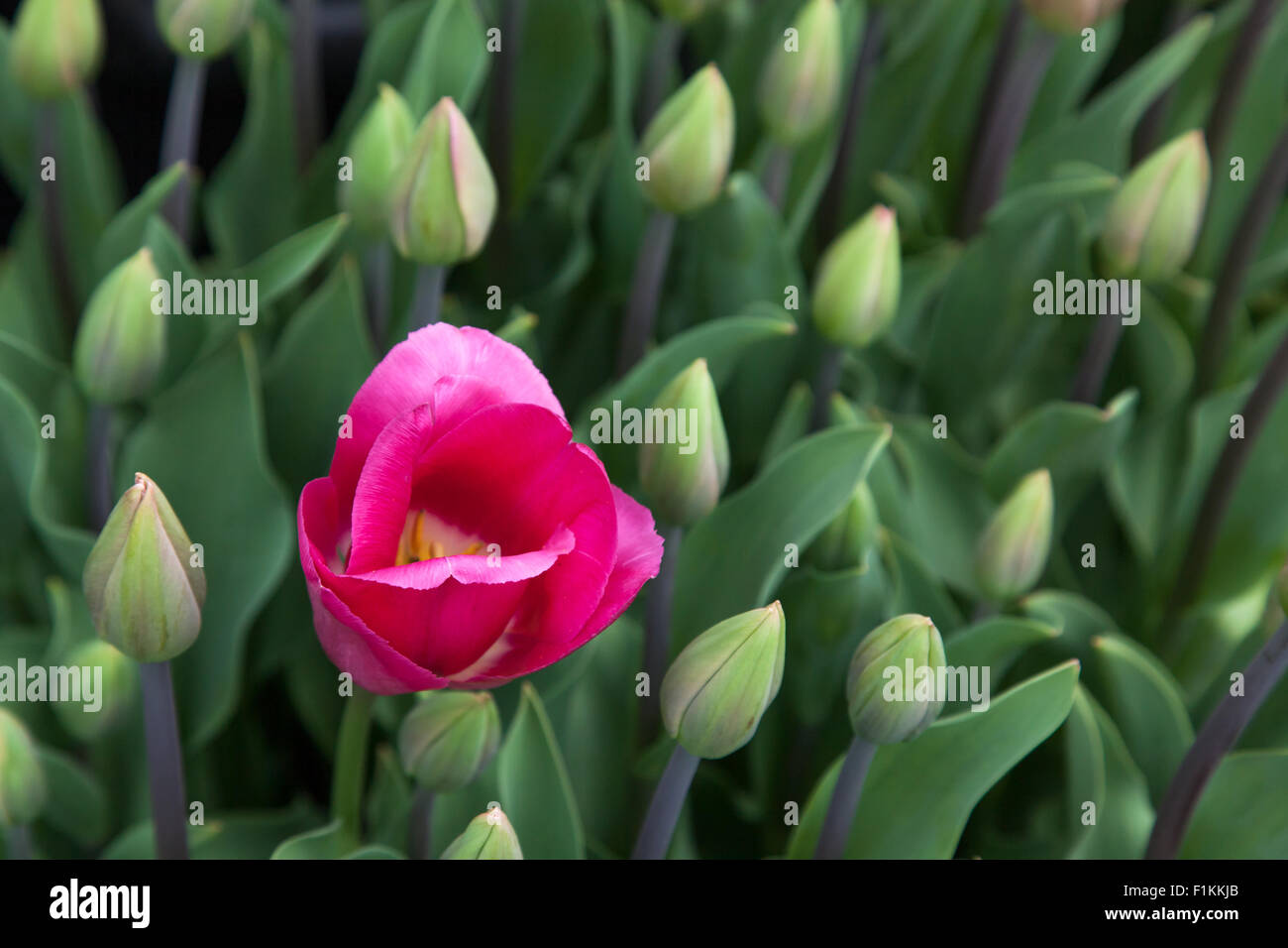 One delicate pink tulip bloom stands open in a group of tulip buds that ...