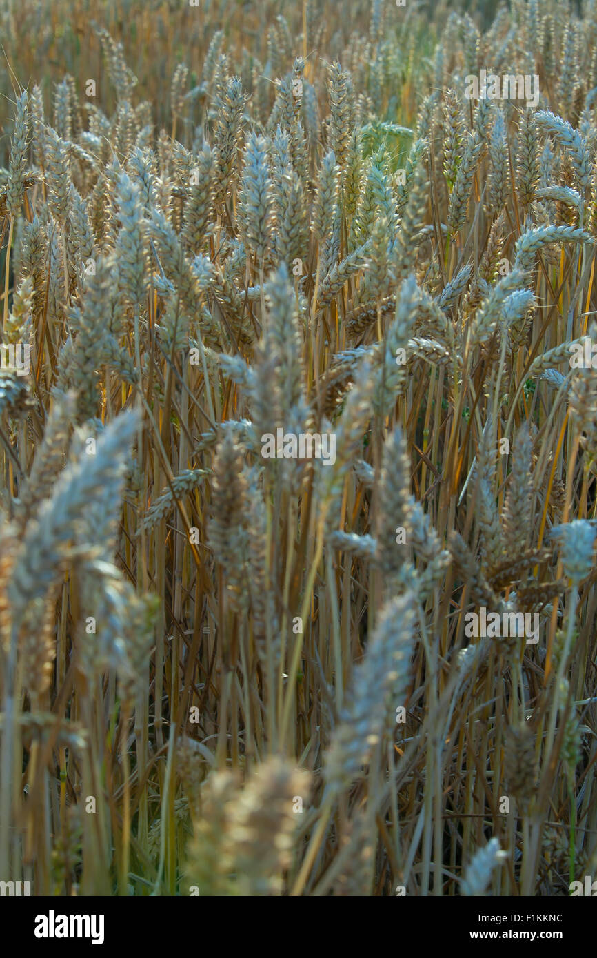 wheat field at dusk. Low light creates unusual colours Stock Photo - Alamy