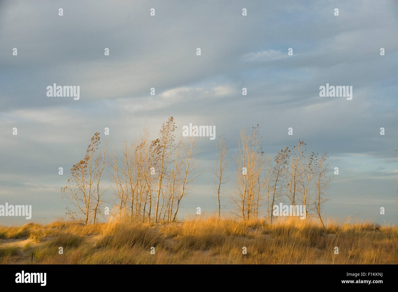 The Magic Hedge area of the beach along Lake Michigan at Montrose ...
