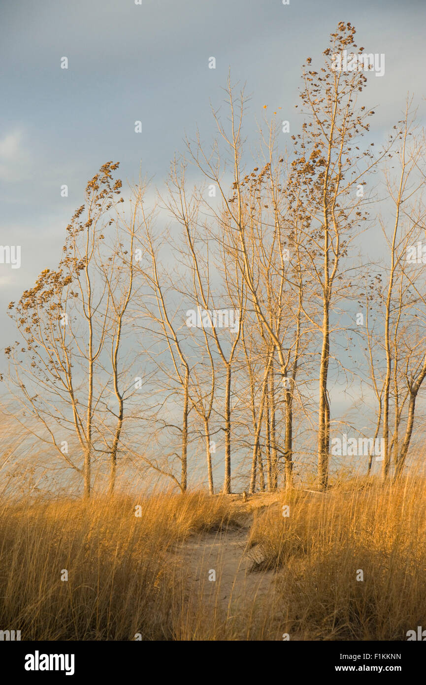 The Magic Hedge area of the beach along Lake Michigan at Montrose ...