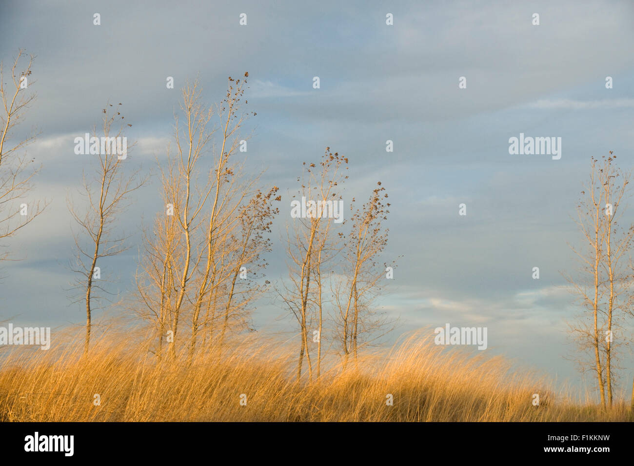 The Magic Hedge area of the beach along Lake Michigan at Montrose ...