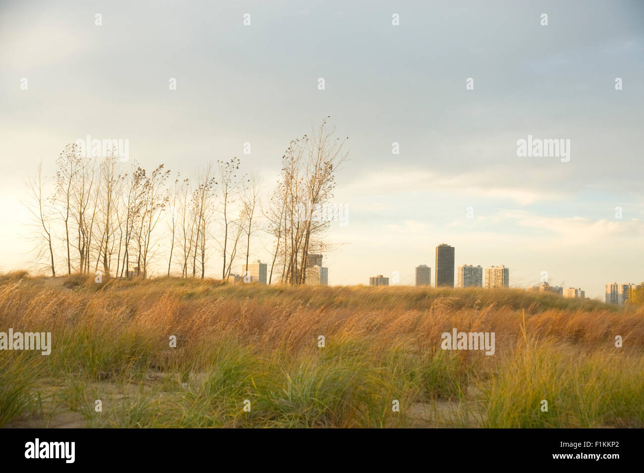 The Magic Hedge area of the beach along Lake Michigan at Montrose ...