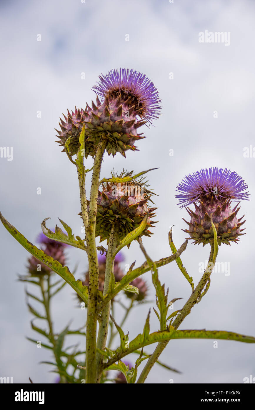 Cardoon in the garden Stock Photo - Alamy
