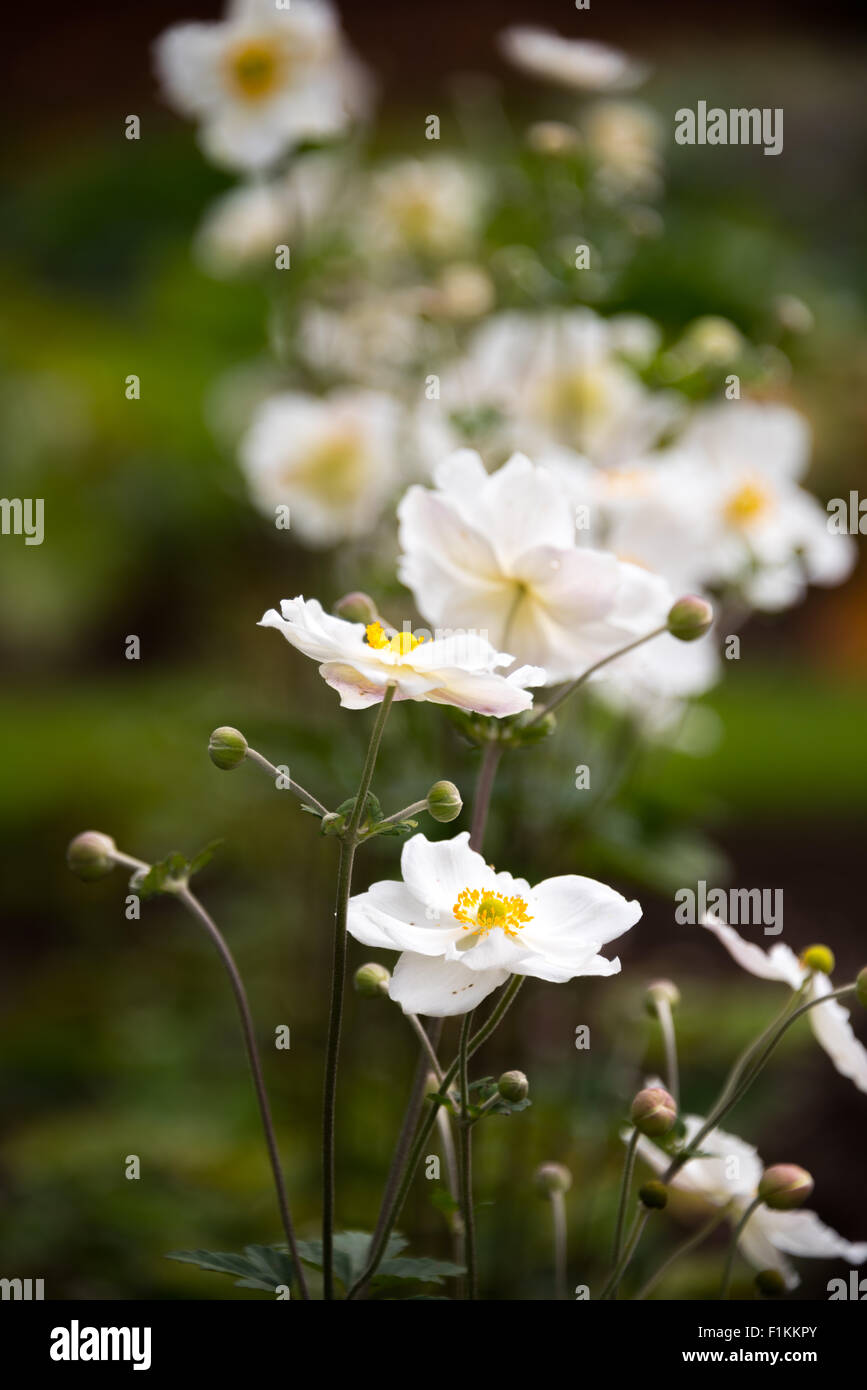 Japanese Anemone flower Stock Photo - Alamy