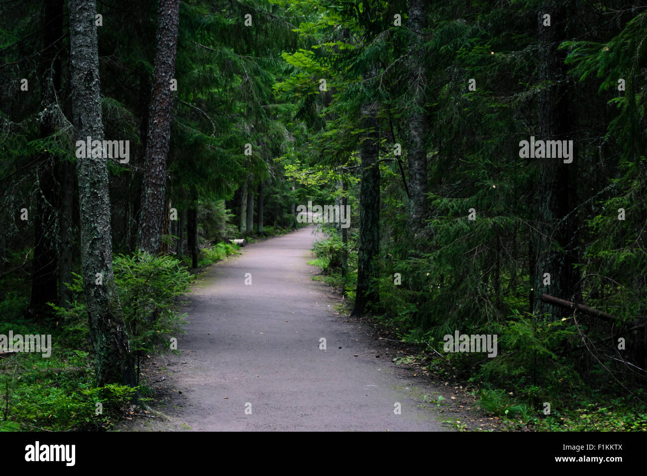 path through forest Stock Photo - Alamy