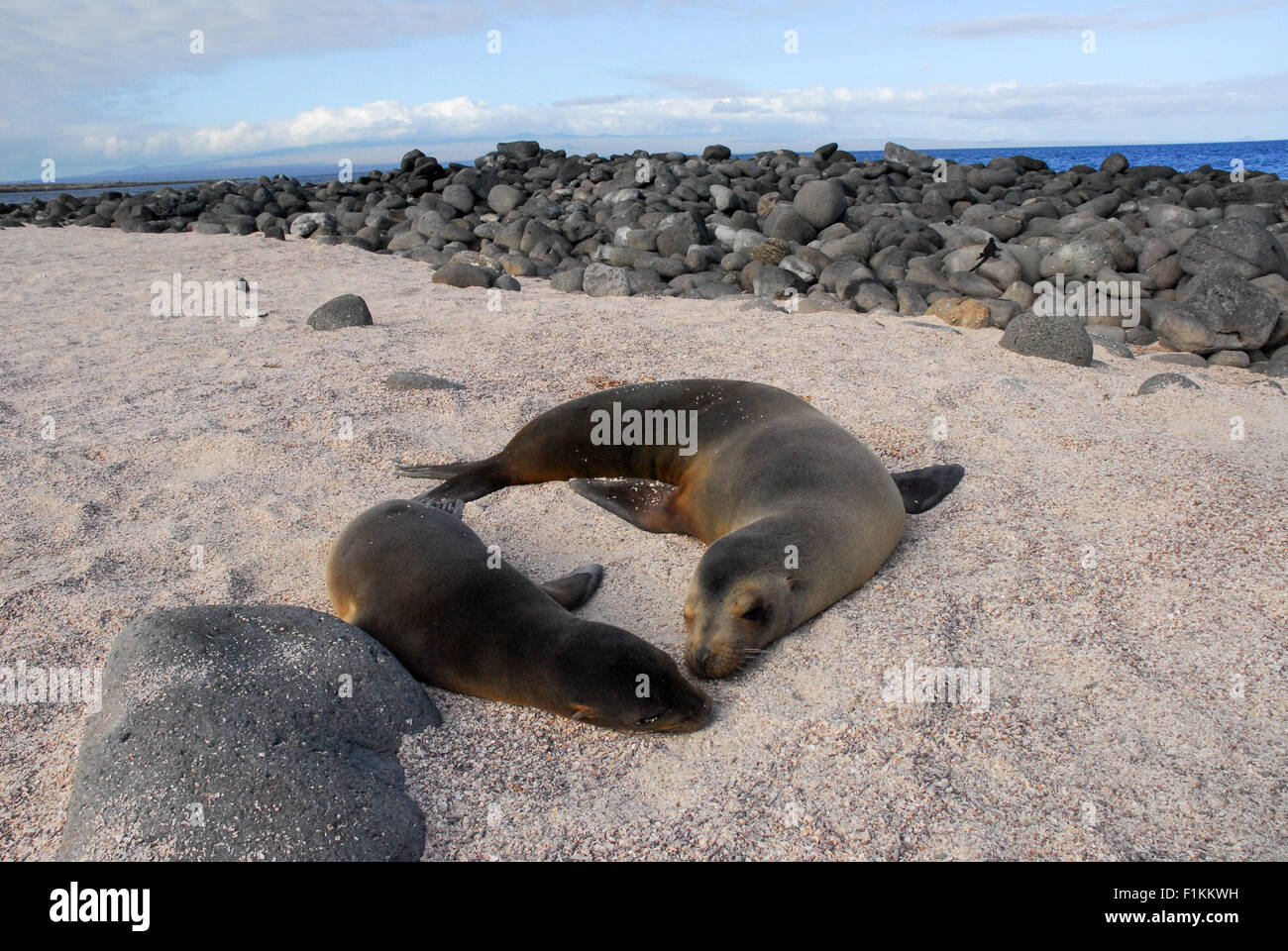 Galapagos Sea Lions - Galapagos Islands, Ecuador, South America Stock ...