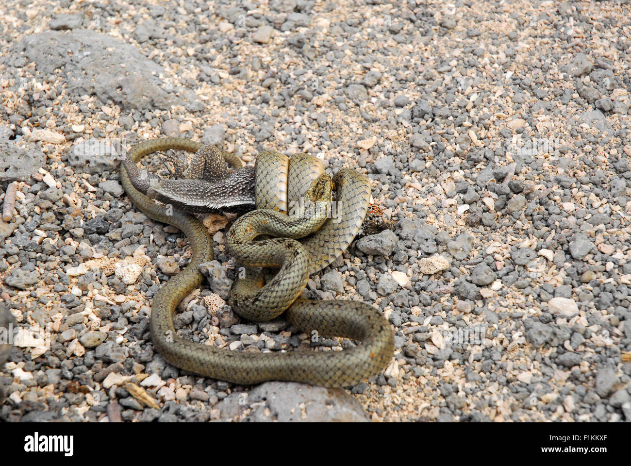 Galapagos snake hi-res stock photography and images - Alamy