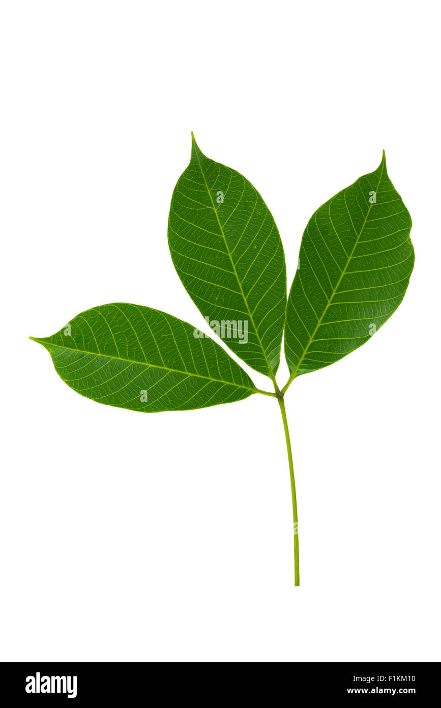 leaf of rubber tree isolated on white background Stock Photo - Alamy