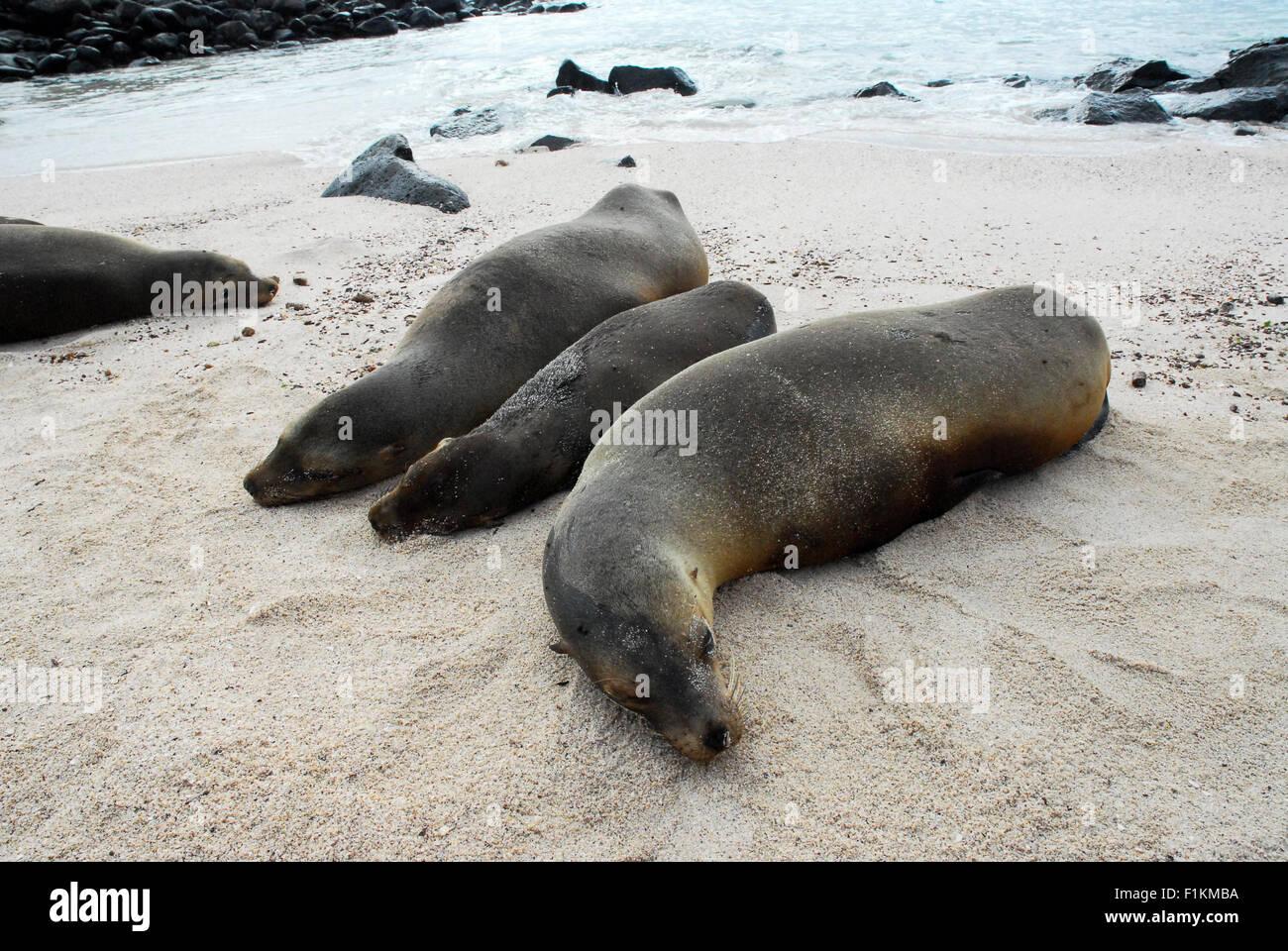 Galapagos Sea Lions - Galapagos Islands, Ecuador, South America Stock ...