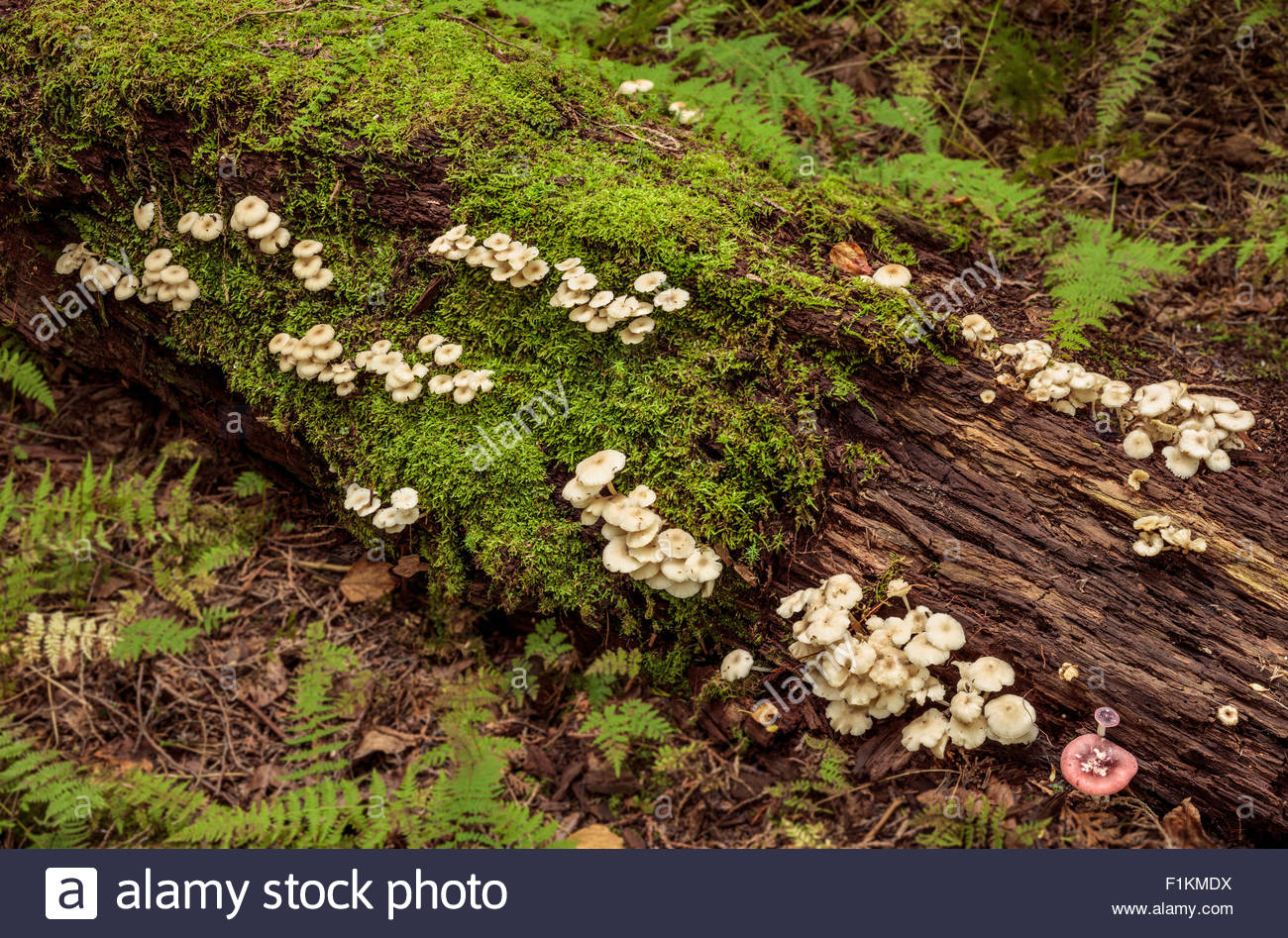 Moss On A Log High Resolution Stock Photography and Images - Alamy