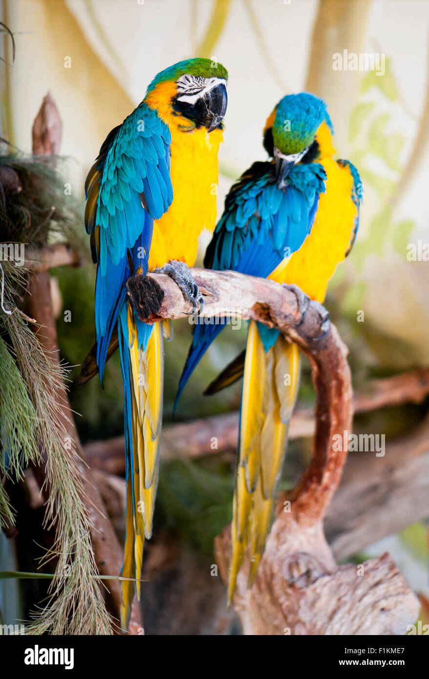 Beautiful macaw parrot bird standing hi-res stock photography and ...