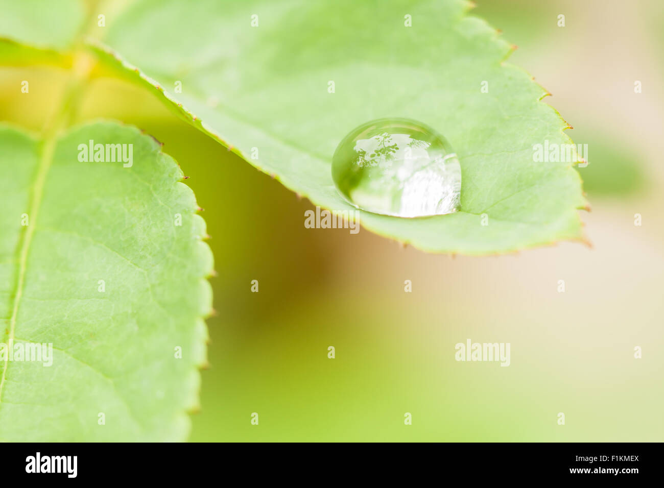 The surrounding branches and leaves seen as a reflection on a rain drop ...