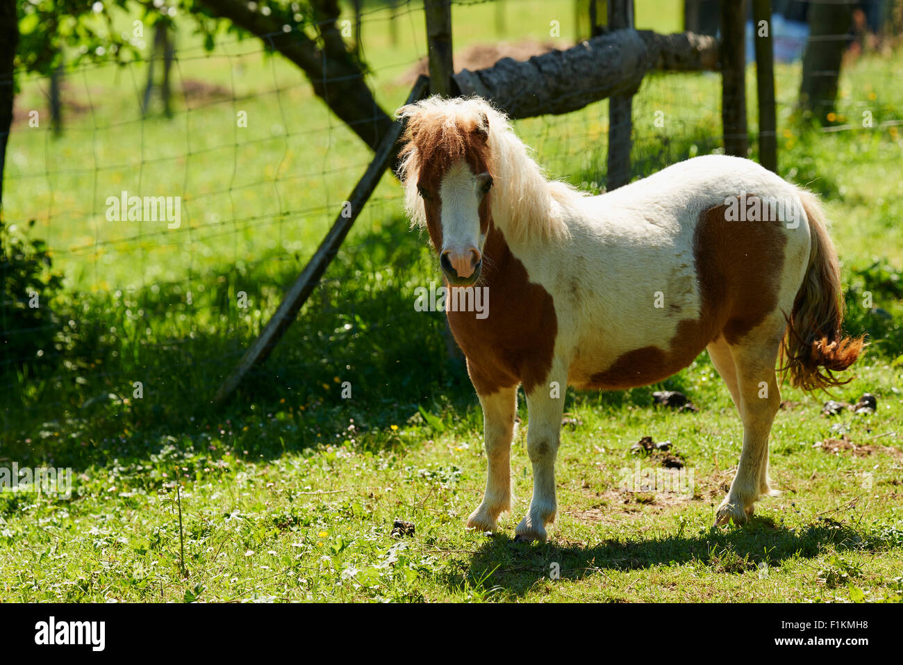 Pony Looking at camera Stock Photo - Alamy