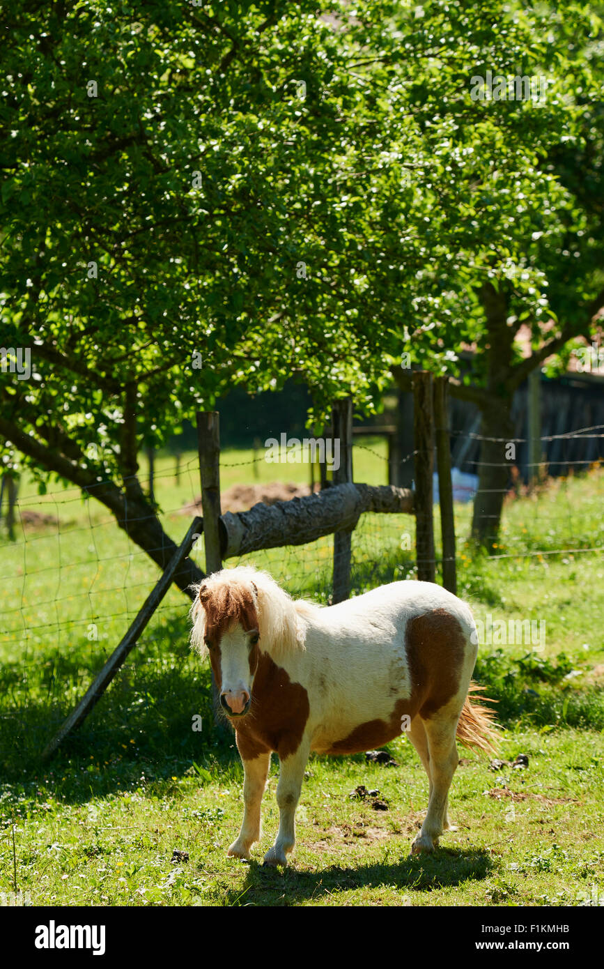 Pony Looking at camera Stock Photo - Alamy