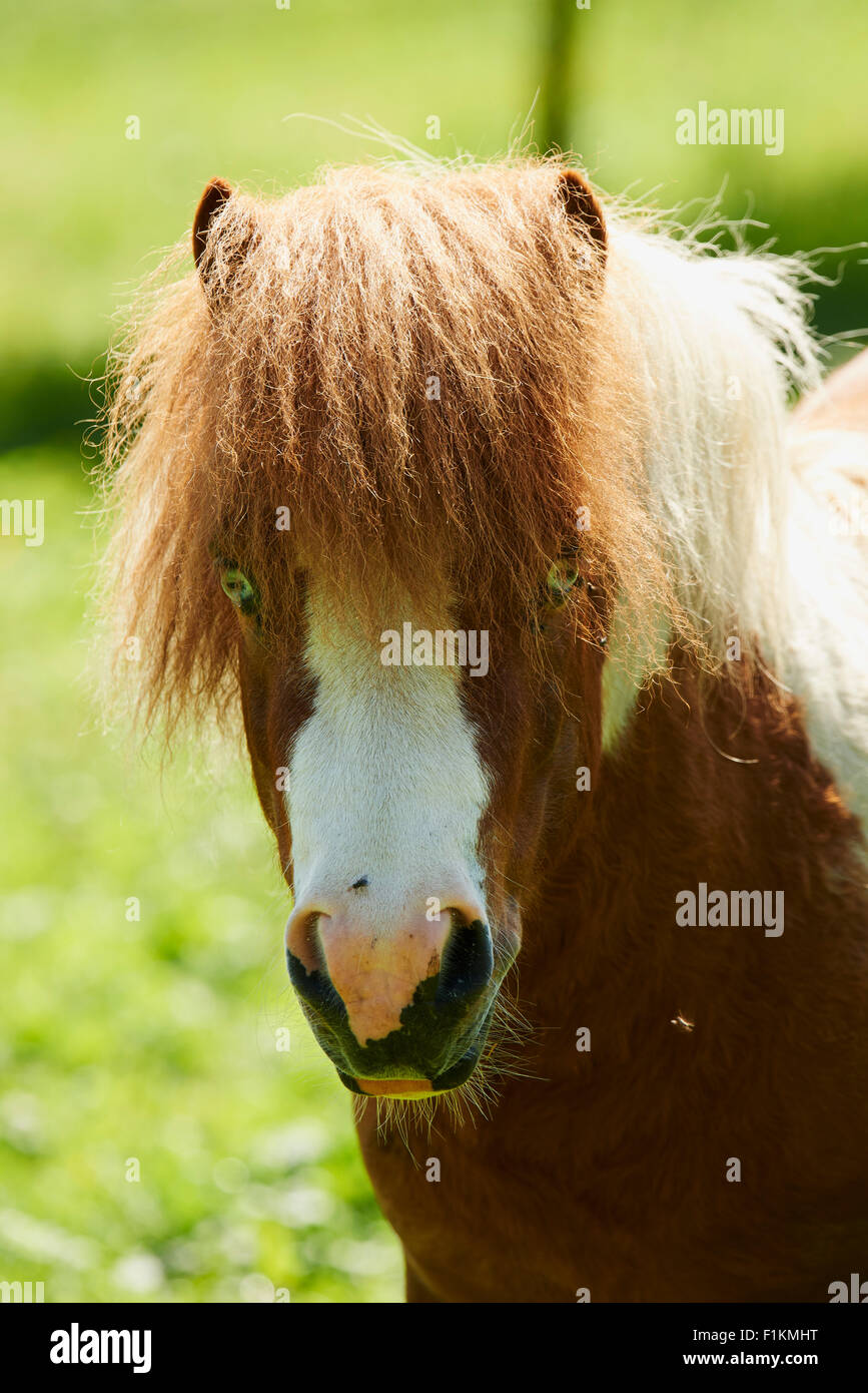 Pony Looking at Camera Stock Photo - Alamy