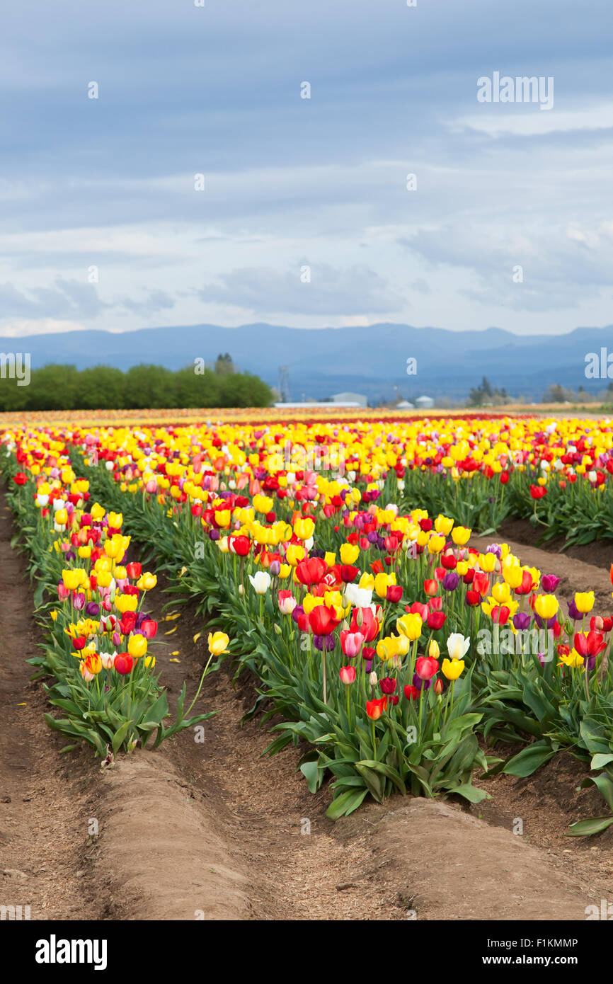 Rows of brightly colored spring tulips growing on a farm in Northern ...
