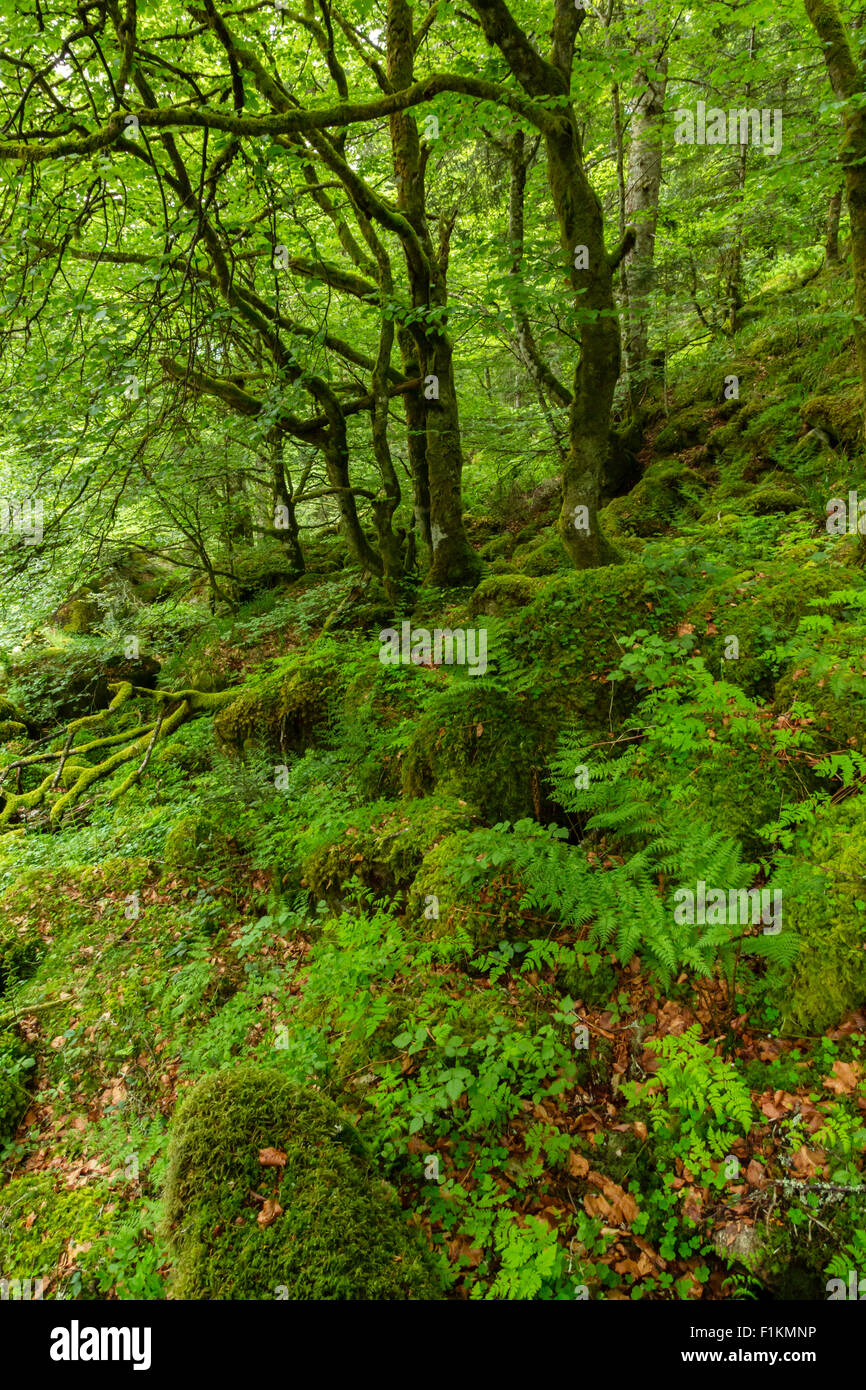 The forest in the Lesponne Valley, national park of Pyrenees, Hautes ...
