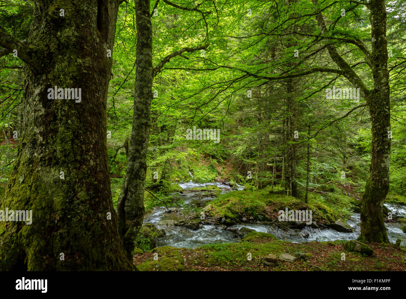The forest in the Lesponne Valley, national park of Pyrenees, Hautes ...