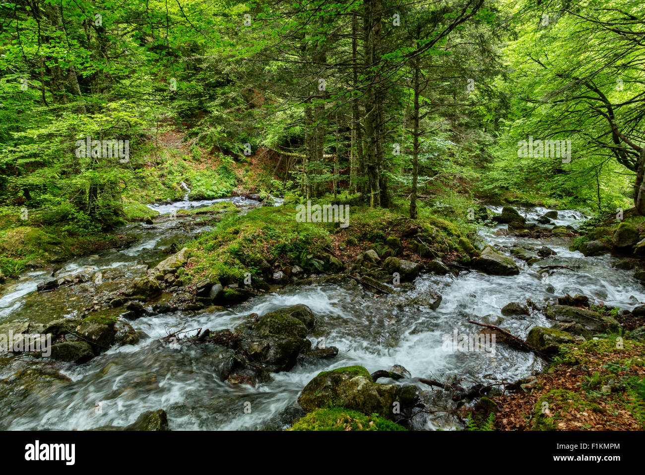 The forest in the Lesponne Valley, national park of Pyrenees, Hautes ...