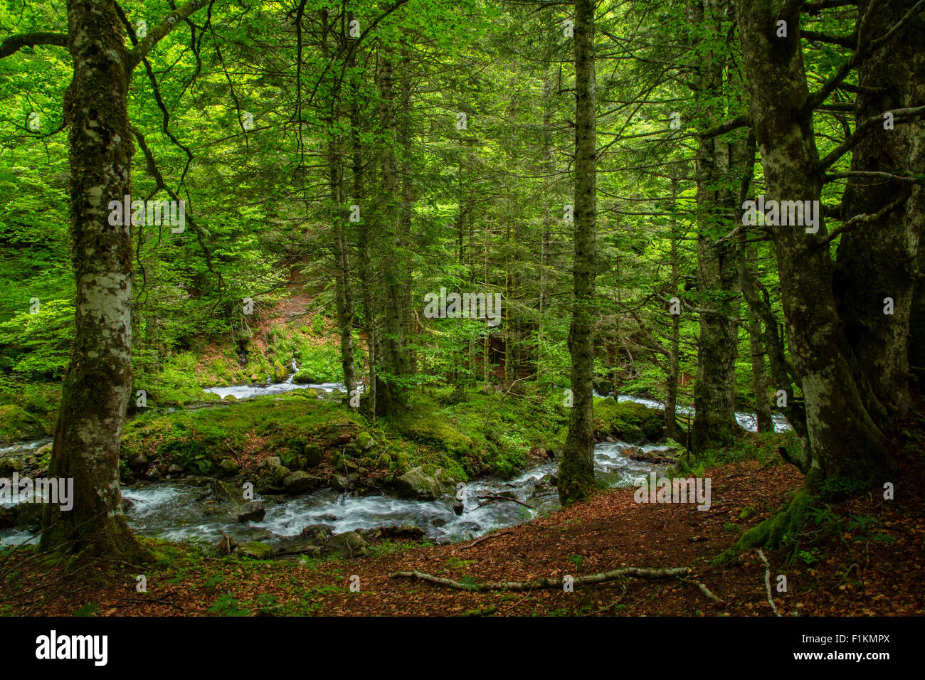 The forest in the Lesponne Valley, national park of Pyrenees, Hautes ...